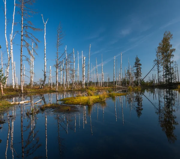Swamp lake with floating islands Stock Photo by ©ERIVOLTA 96493302