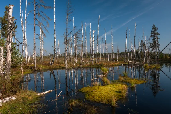 Swamp lake with floating islands Stock Photo by ©ERIVOLTA 96493302