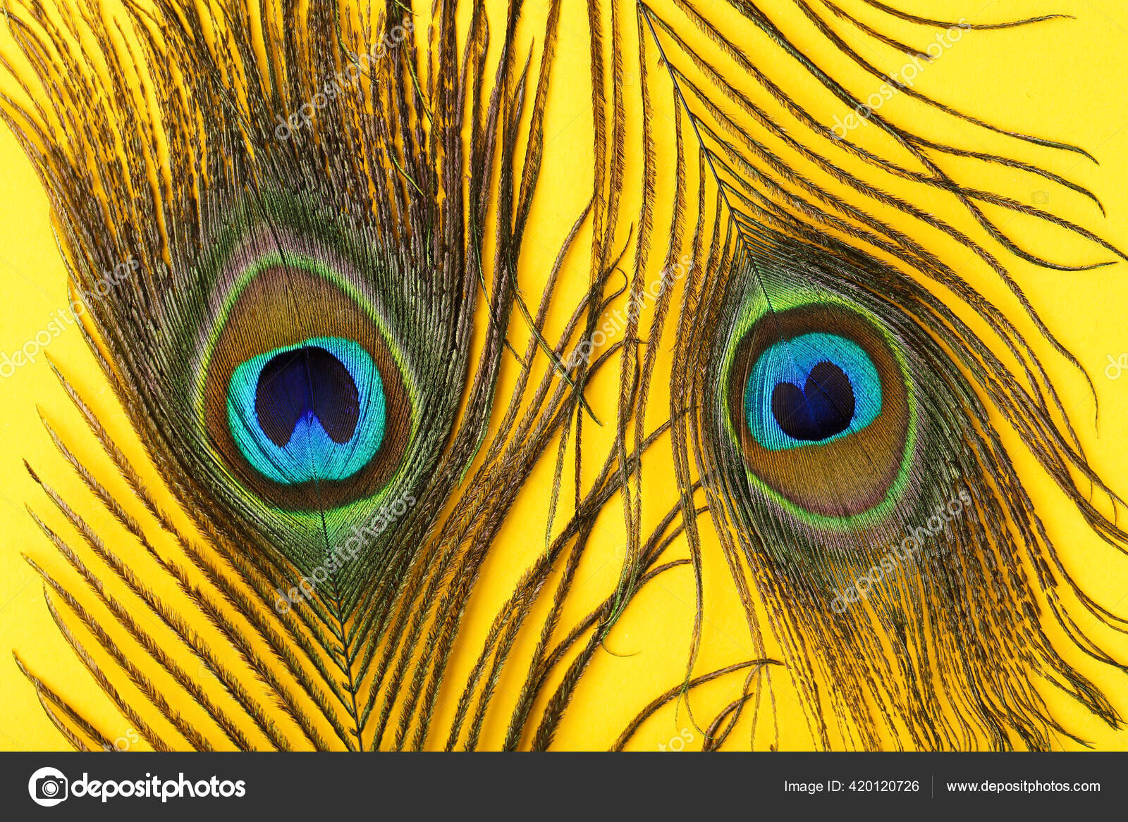 Yellow Peacock Feathers Peacock Feathers Yellow Background — Stock