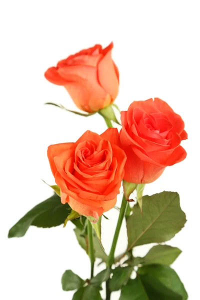 Coral roses Stock Photos, Royalty Free Coral roses Images | Depositphotos