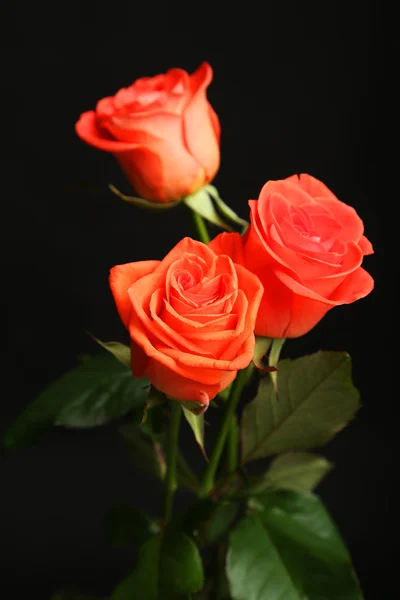 Coral roses Stock Photos, Royalty Free Coral roses Images | Depositphotos