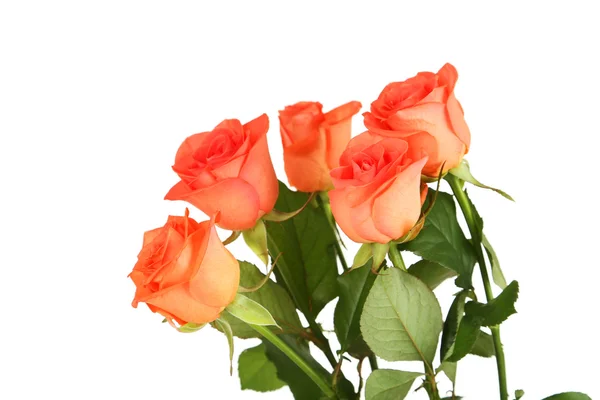 Coral roses Stock Photos, Royalty Free Coral roses Images | Depositphotos