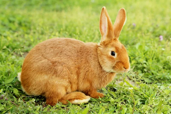 Lapin roux images libres de droit, photos de Lapin roux | Depositphotos