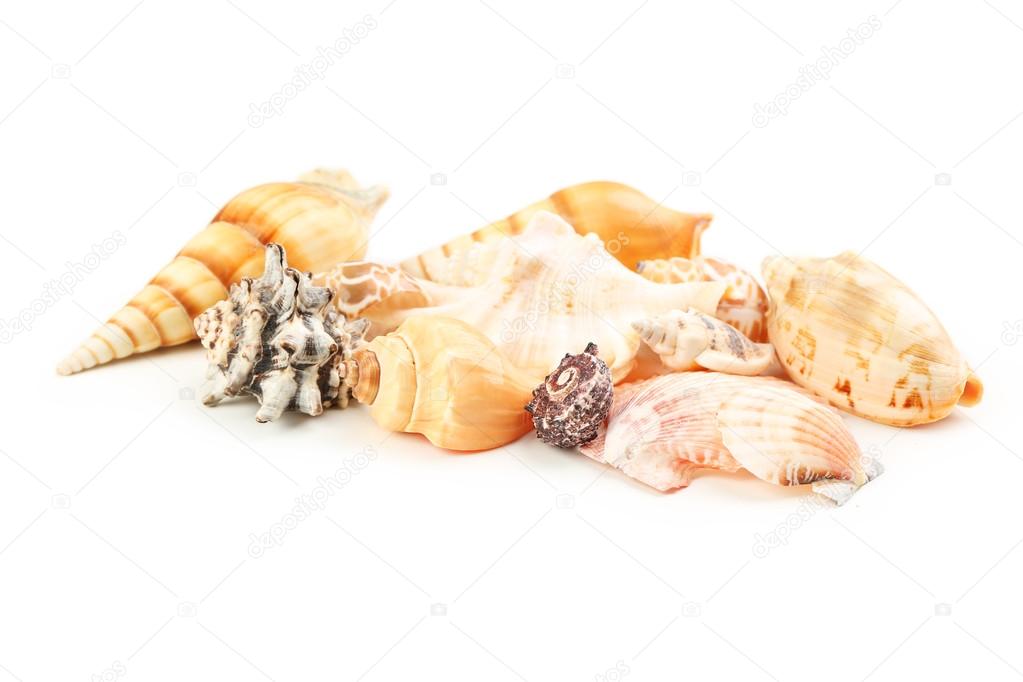 Beautiful different sea shells — Stock Photo © 5seconds #81976518