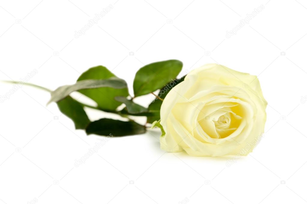 Single white rose — Stock Photo © 5seconds #93342164
