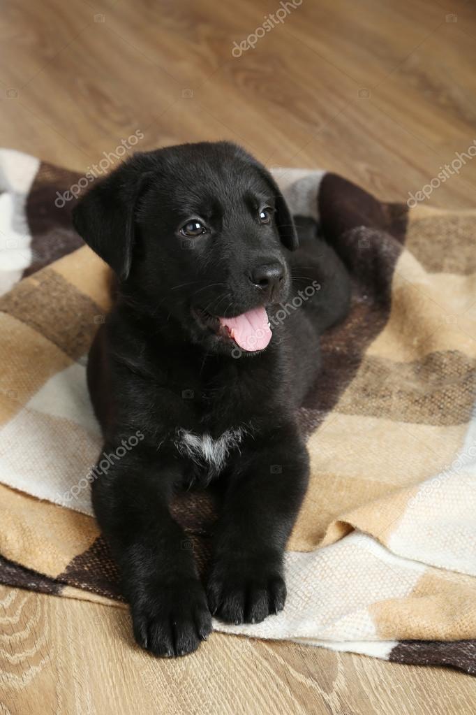 Beautiful black labrador puppy — Stock Photo © 5seconds #95368920