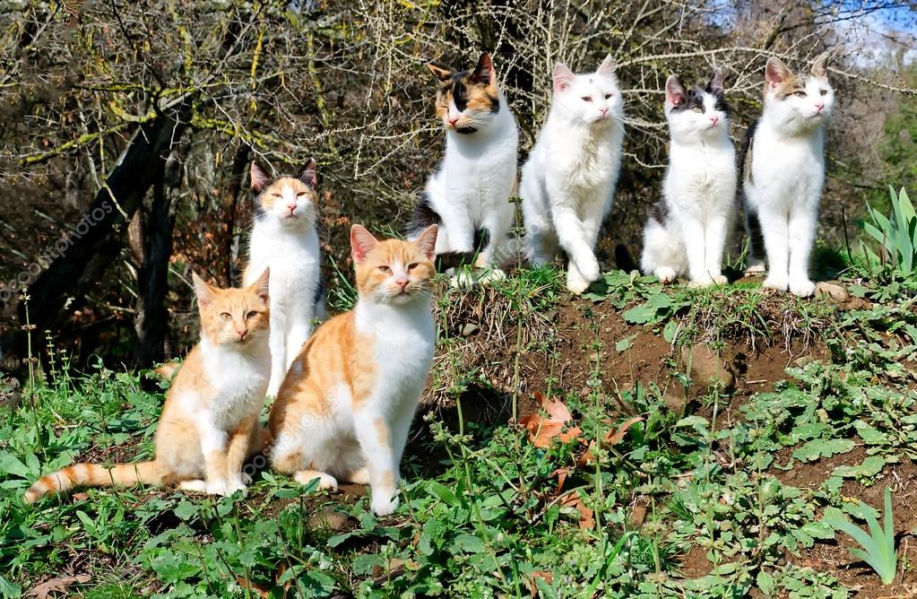 Seven cats sit on a hill — Stock Photo © tns2710 #63153825
