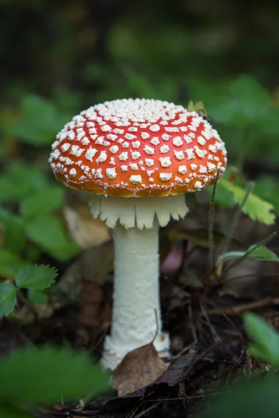 Amanita poisonous mushroom — Stock Photo © ikostudio #4940479 Amanita poisonous mushroom — Stock Photo © ikostudio #4940479