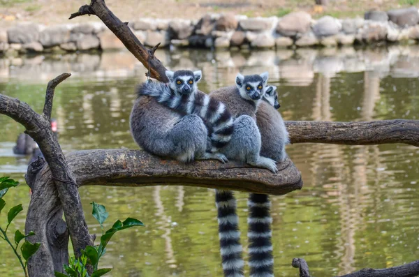 A group of three ring-tailed lemurs sitting on a tree branch hugging. Captive lemurs for ...