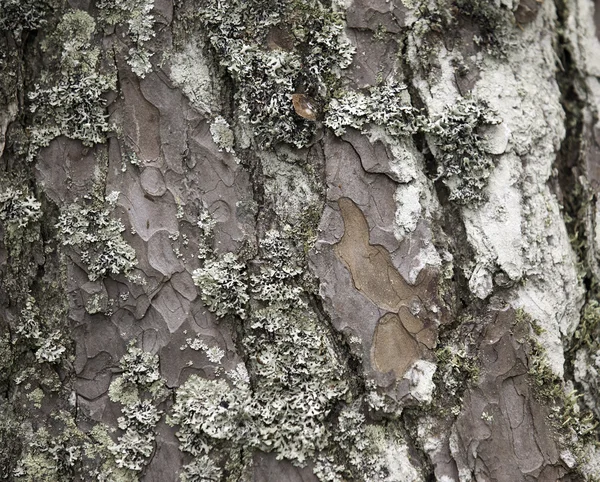 Tree allergy season Stock Photos, Royalty Free Tree allergy season ...