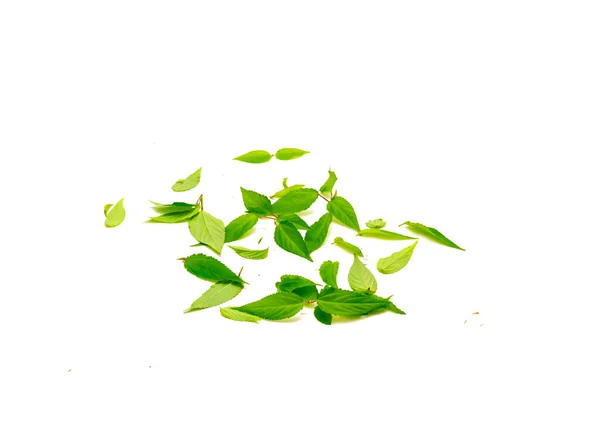 Egyptian mallow Pictures, Egyptian mallow Stock Photos & Images ...