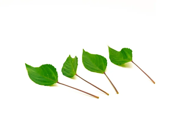 Egyptian mallow Pictures, Egyptian mallow Stock Photos & Images ...