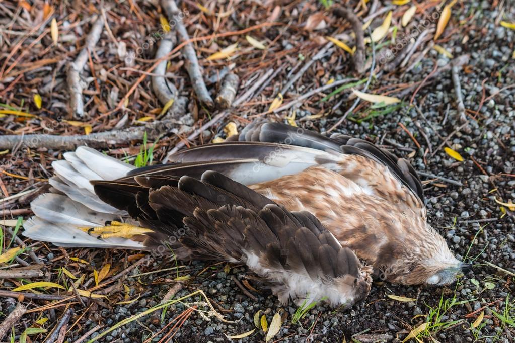 Dead falcon lying on roadside Stock Photo by ©pstedrak 110717356