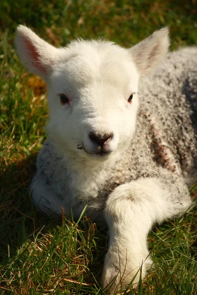 Baby lamb Stock Photos, Royalty Free Baby lamb Images | Depositphotos