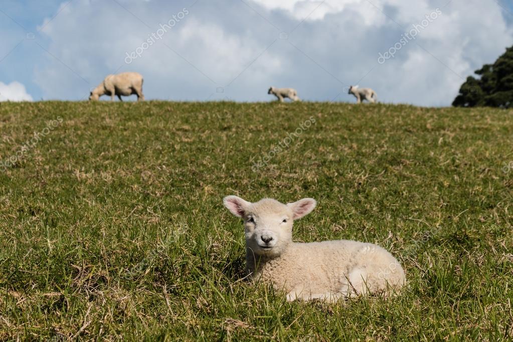 Cordero descansando en la hierba con ovejas en el fondo 2025