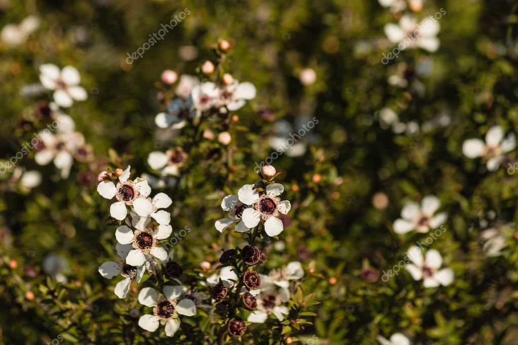 Manuka flowers | Manuka flowers in bloom — Stock Photo © pstedrak #81421622