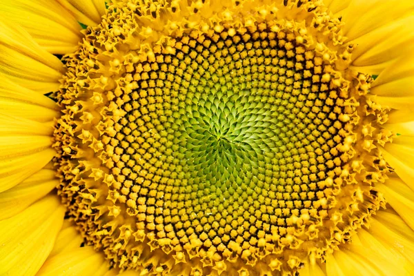 Sunflower core Stock Photos, Royalty Free Sunflower core Images ...