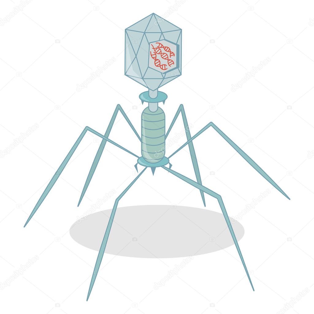 Structure of bacteriophage. Bacteriophage anatomy vector illustration. premium vector 2024