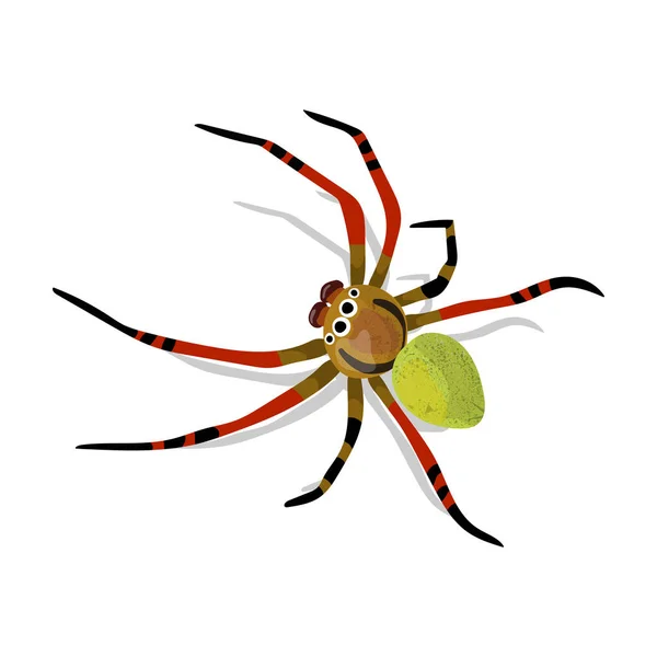 Weird Colorful Spider Isolated White Background Spider Vector Cartoon ...