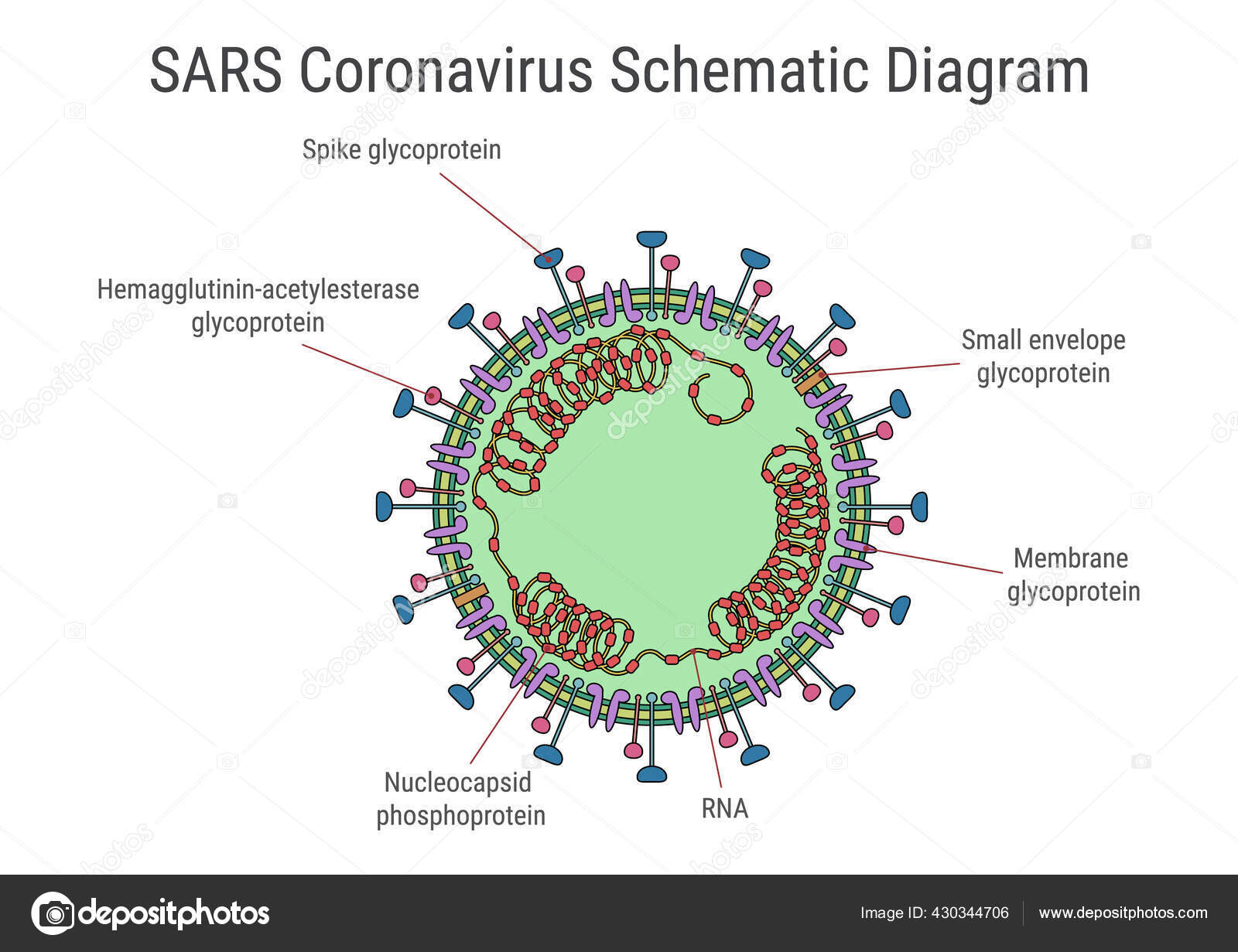 Sars Coronavirus Schematic Diagram Vector Illustration Stock Vector ...