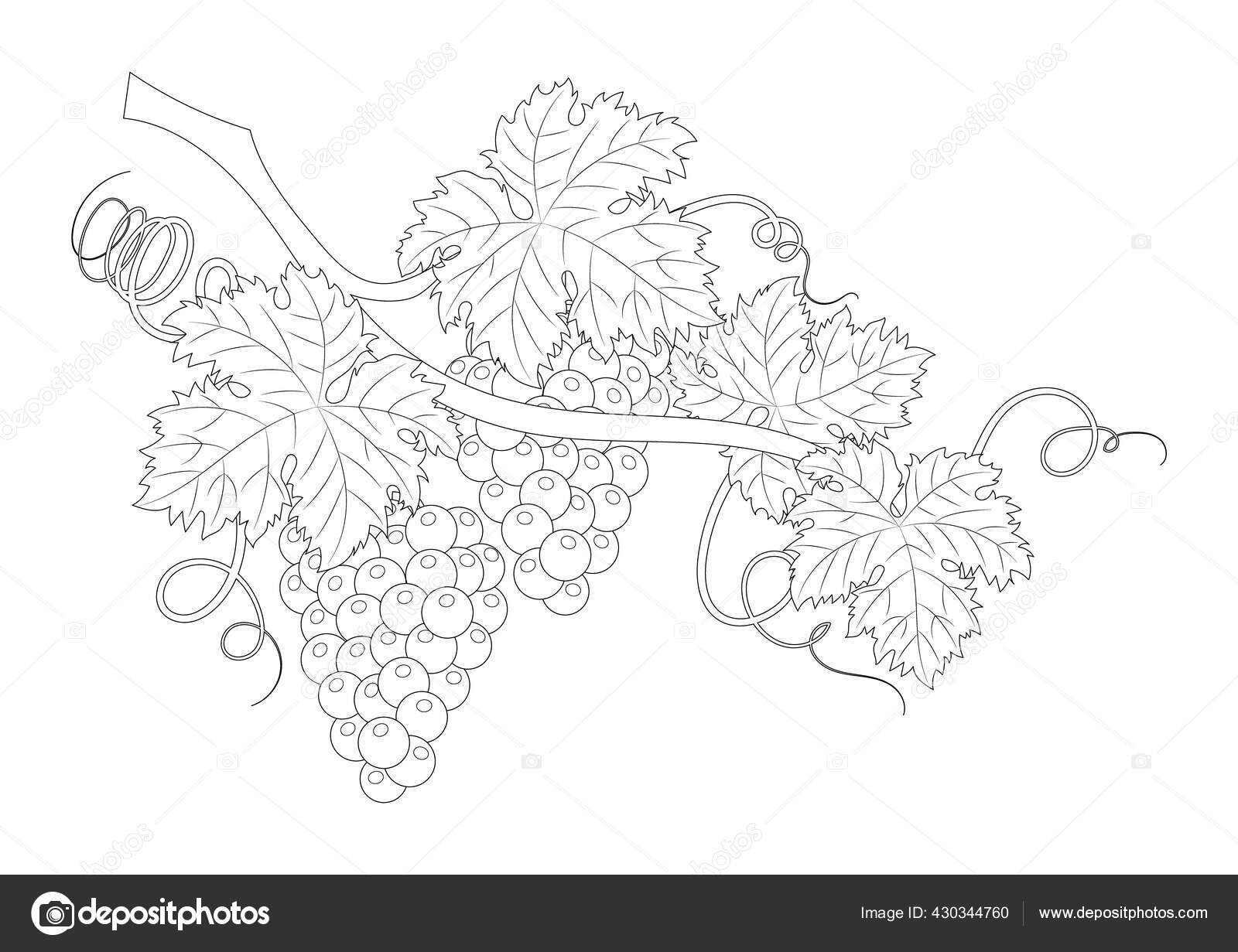 Bunch Grapes Colorless Vector Illustration Stock Vector by ©NutkinsJ ...