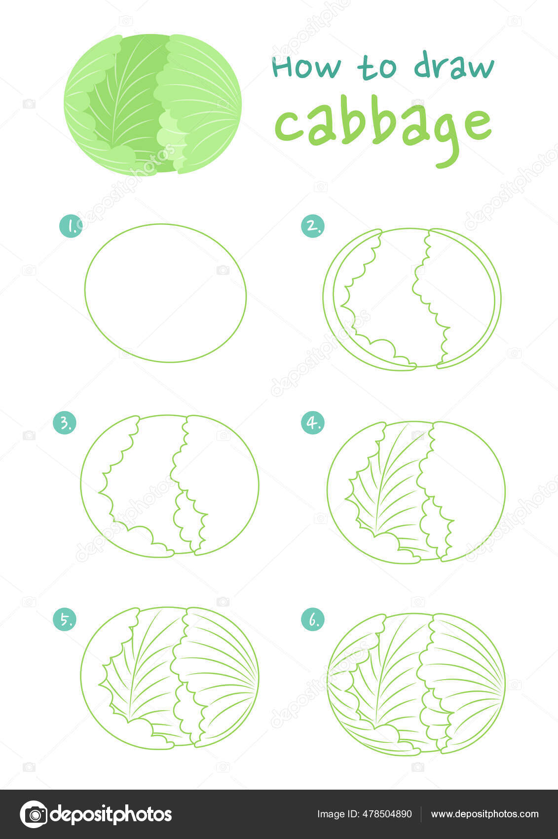 Cabbage Drawing