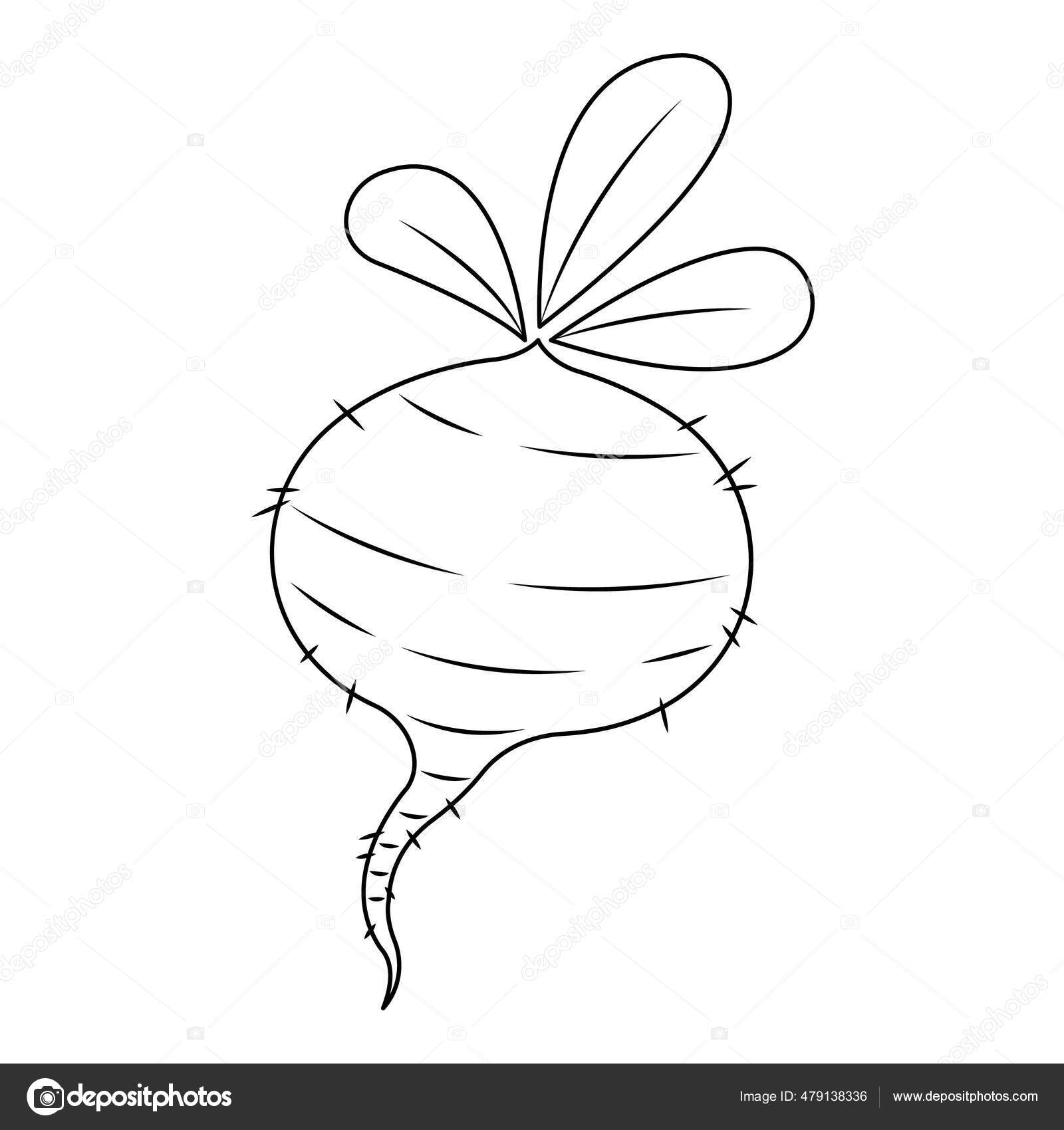 Beetroot Vector Illustration Cartoon Isolated White Background Cute ... Beetroot Vector Illustration Cartoon Isolated White Background Cute ...