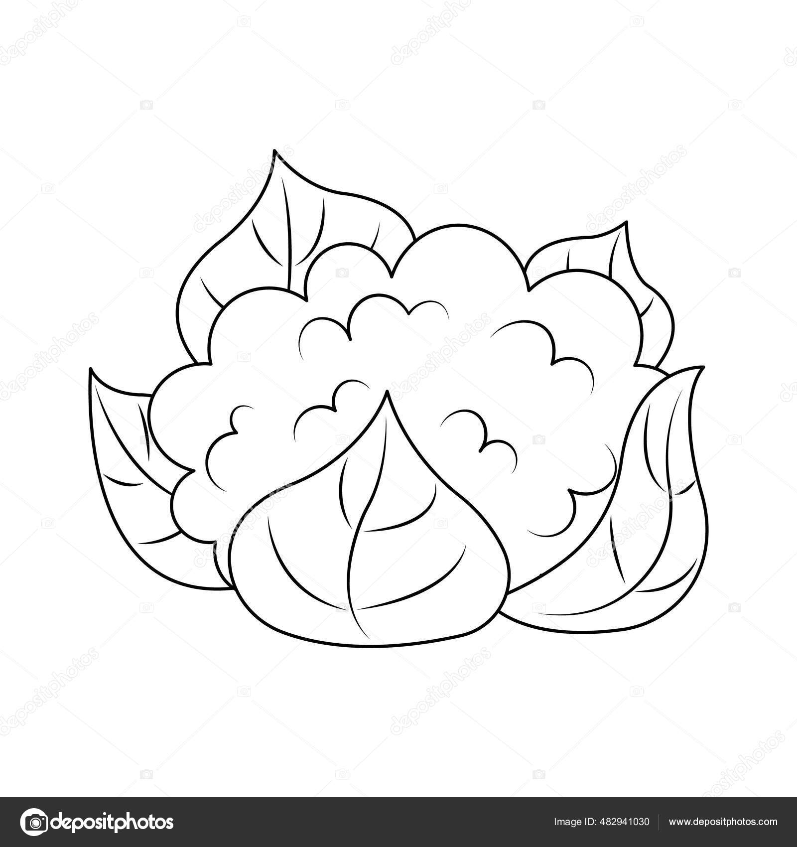 Kartun Vektor Kubis Imut Diisolasi Dengan Latar Belakang Putih Halaman ...