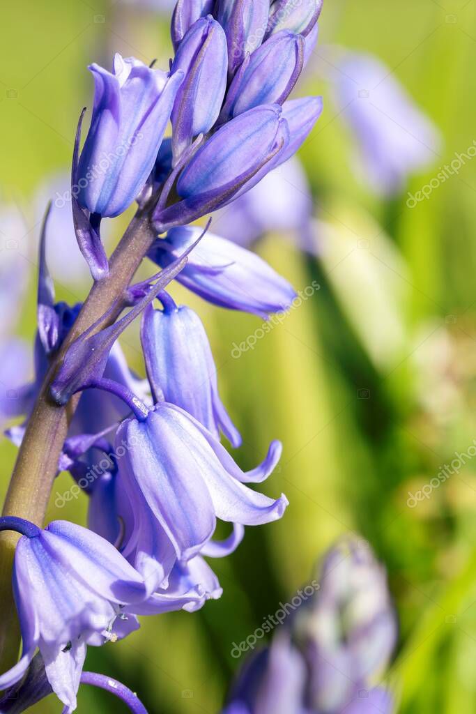 Un retrato de cerca de un jacinto salvaje, también conocido como una ...
