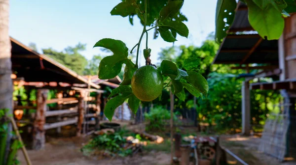 Jardin de fruits exotiques Stock Photos, Royalty Free Jardin de fruits ...