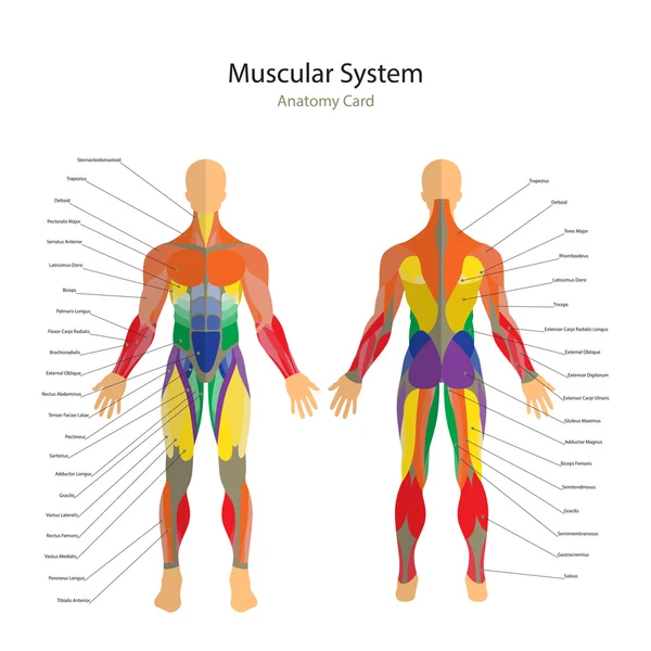 Human bony and muscular system. Front and rear view. Anatomy board ...