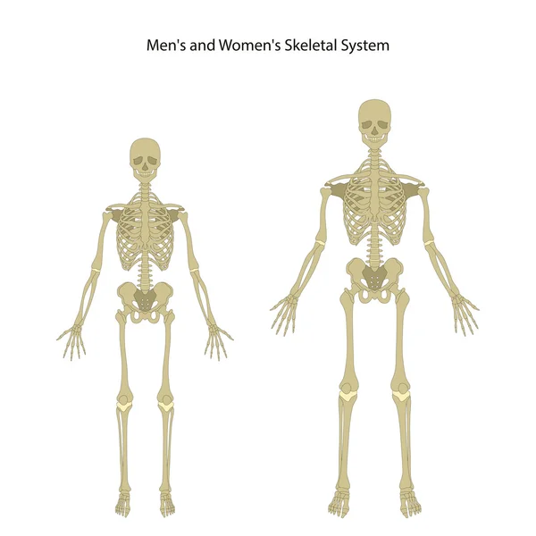 Female Human Skeletal System