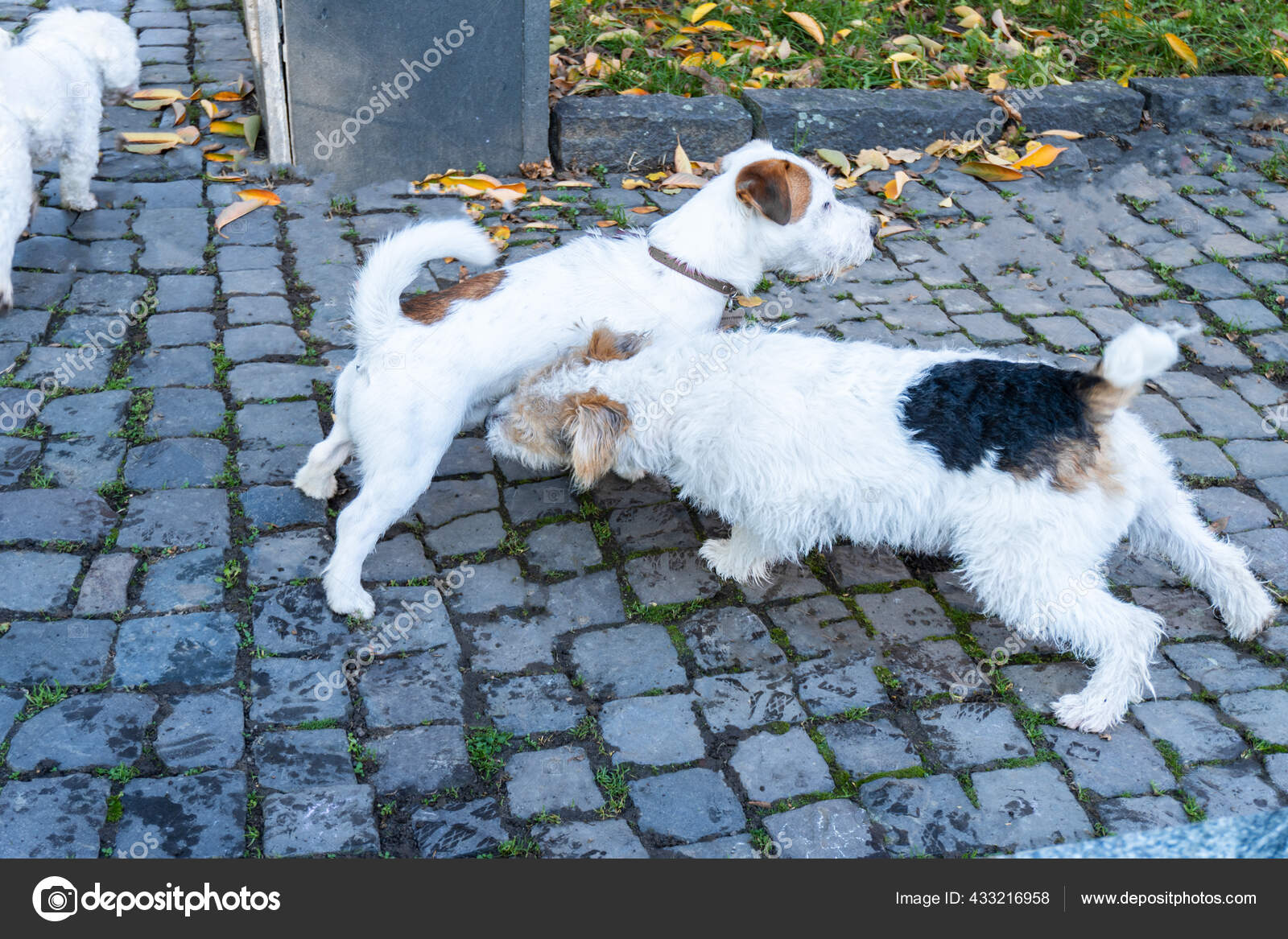How Dogs Should Greet Each Other