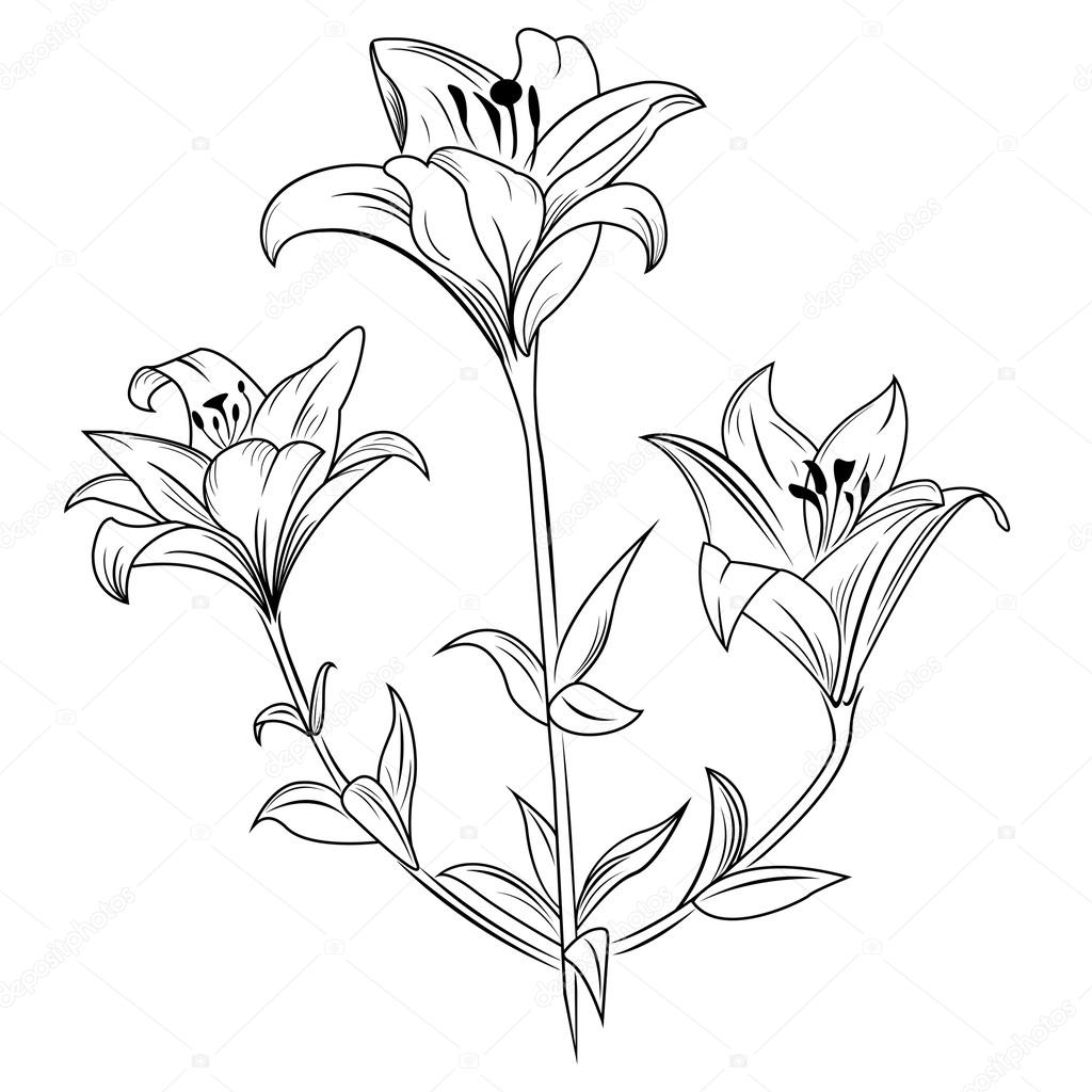 Azucena — Vector de stock © Oksanamoon #63211361