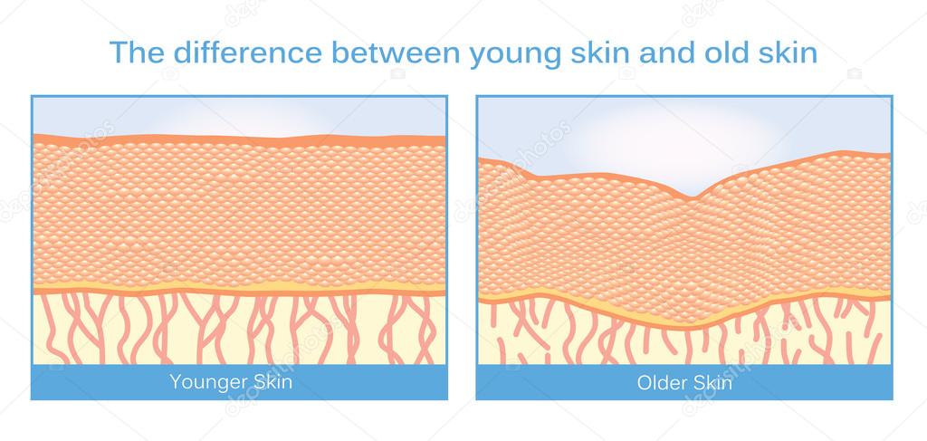 Young skin and old skin. Stock Vector Image by ©solar22 #105451462