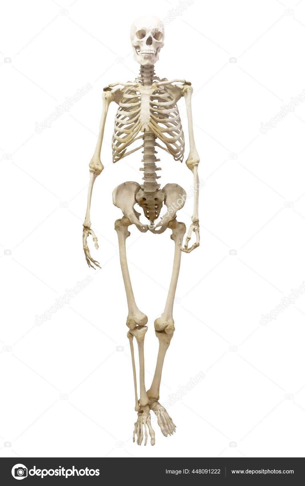 Human Skeleton Full Growth Isolated White Background — Stock Photo ...
