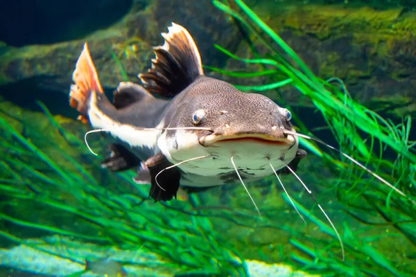 Catfish Stock Photos, Royalty Free Catfish Images | Depositphotos