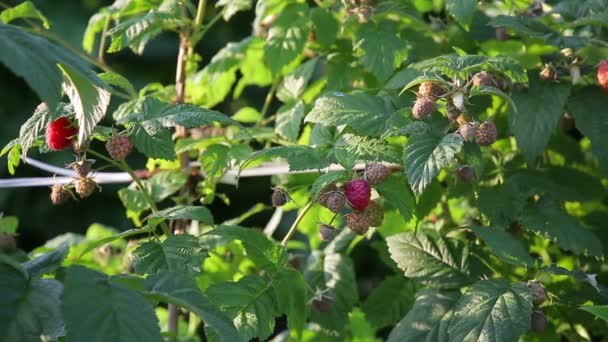 18 Will sing Stock Videos, 4K & HD Footage | Depositphotos