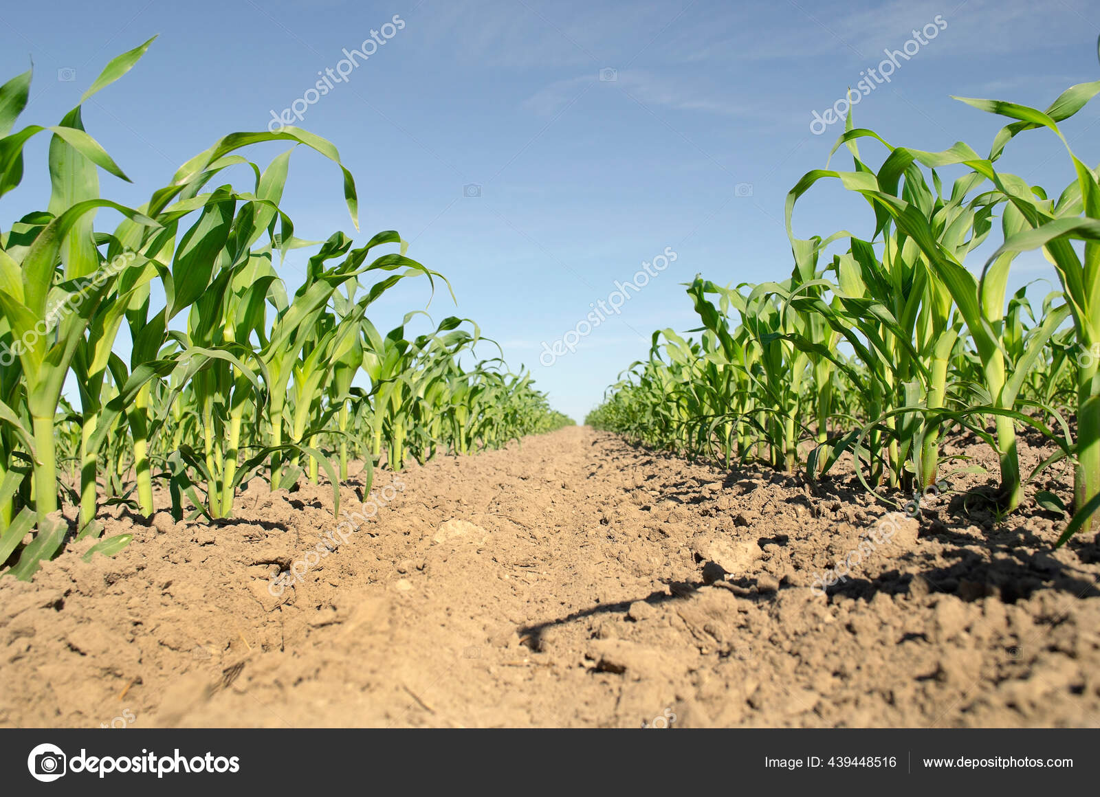 Rows Of Corn Crops