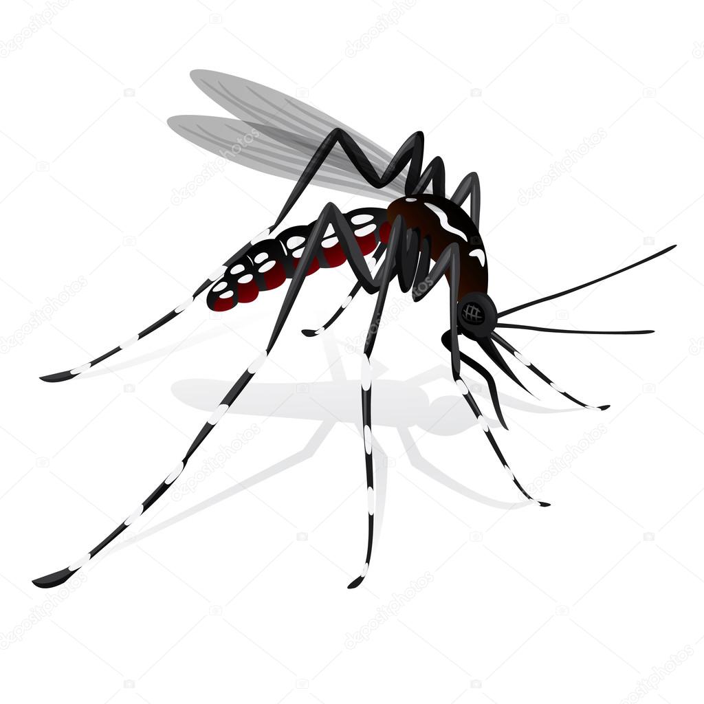 Aedes aegypti Mosquito mascot stilt. Ideal for informational and ...