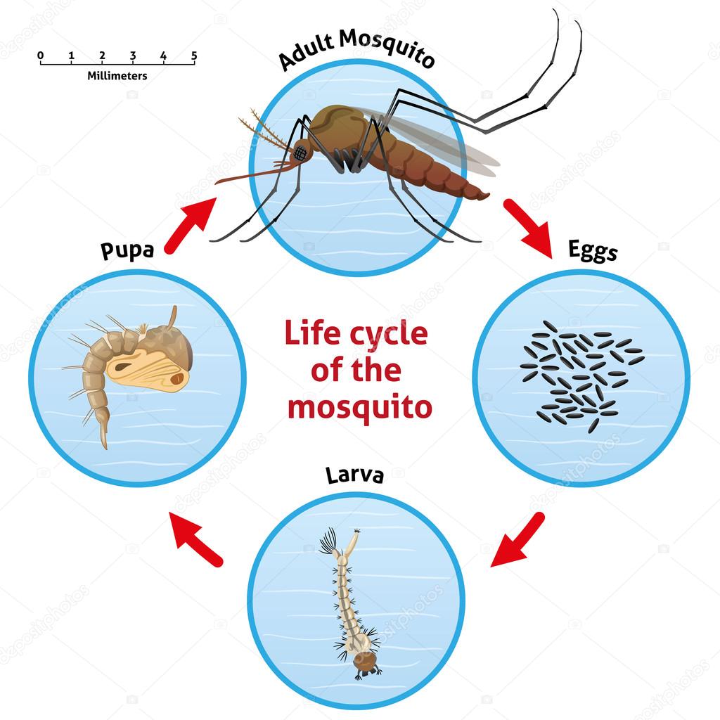 Mosquito Life Cycle Chart Mosquito Life Cycle Chart