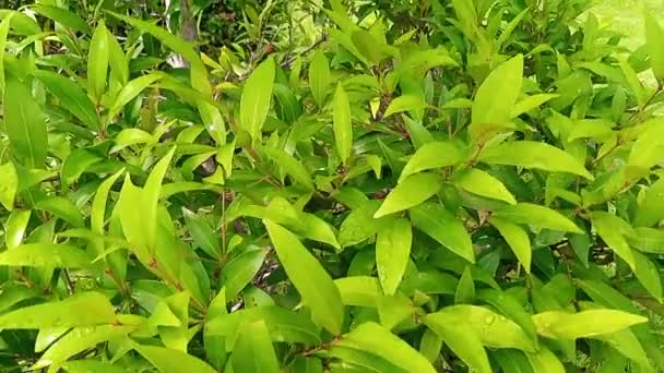 17 Syzygium myrtifolium Videos, Royalty-free Stock Syzygium myrtifolium ...