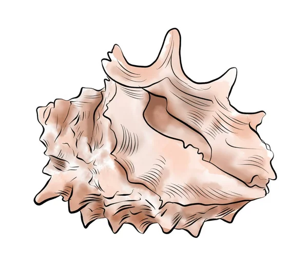 Lord Of The Flies Conch Drawing