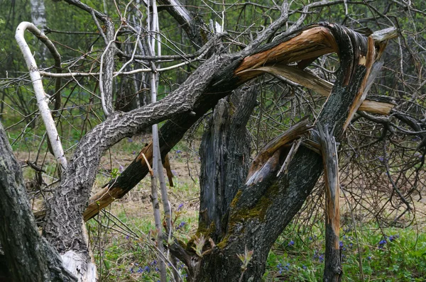 Windstorm damage Stock Photos, Royalty Free Windstorm damage Images ...