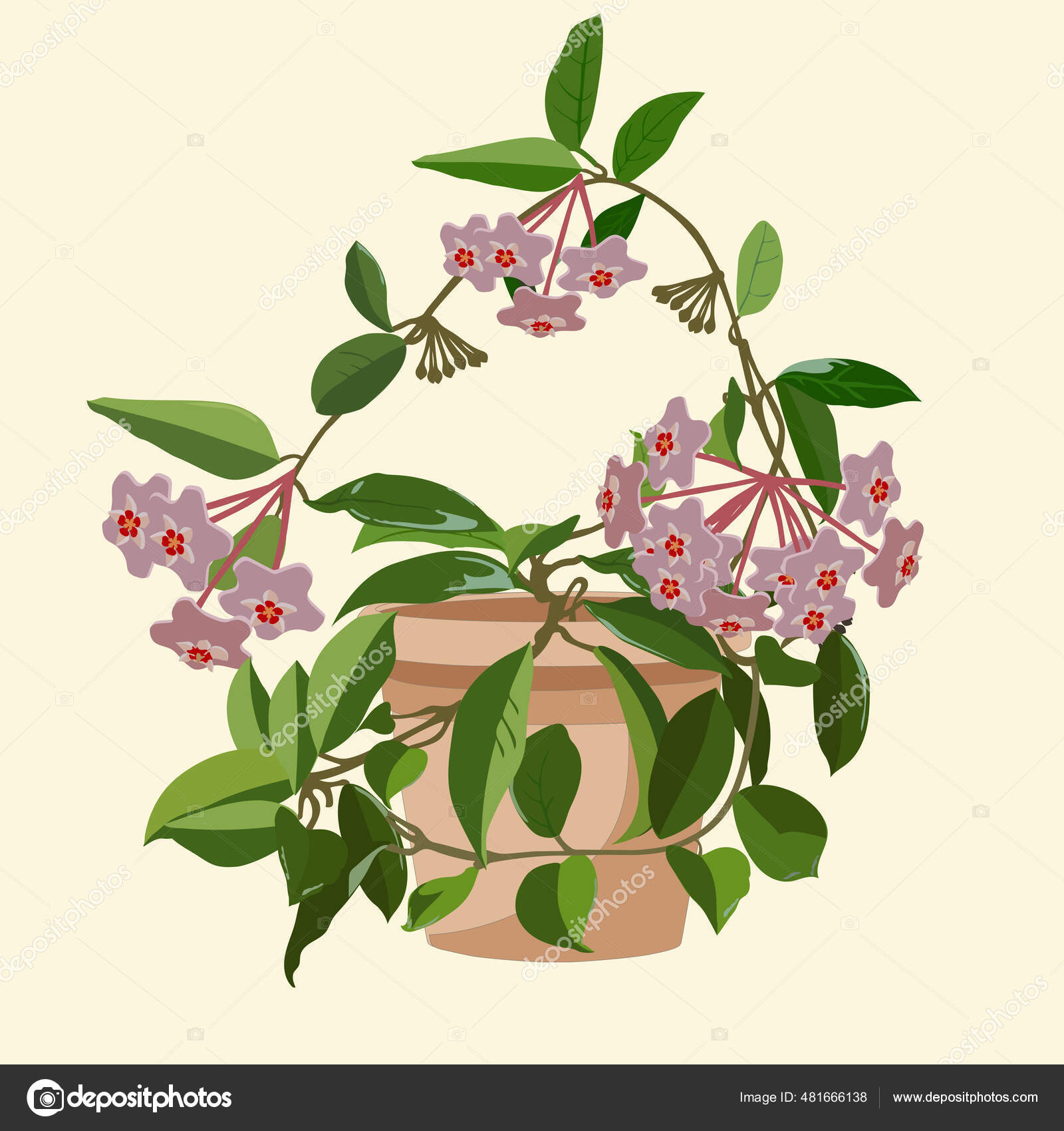 Hoya Indoor Plant Ceramic Pot Stock Vector by ©marincha777 481666138