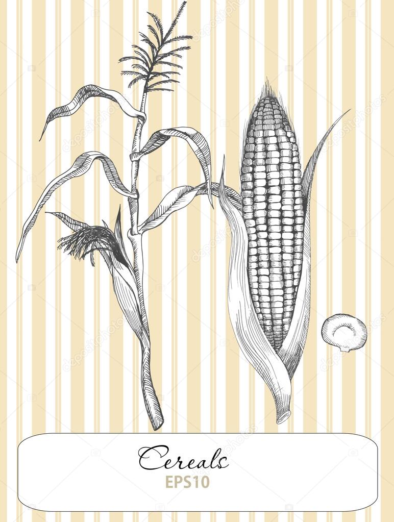 Hand draw illustration of maize Stock Vector by ©TatianaDavidova 63653875