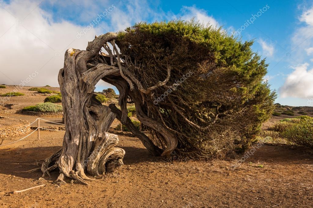 Sabina, árbol típico de El Hierro en las Islas Canarias, España 2025