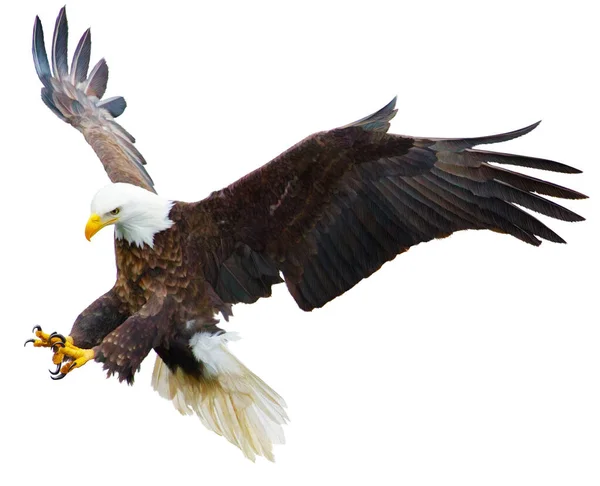 Swoop Stock Photos, Royalty Free Swoop Images | Depositphotos