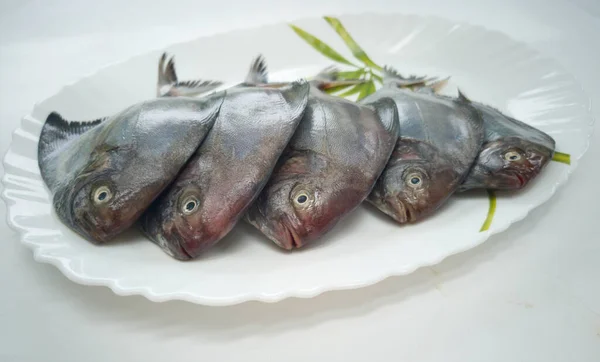 Ikan Bawal in Mandarin - DenisseecConner