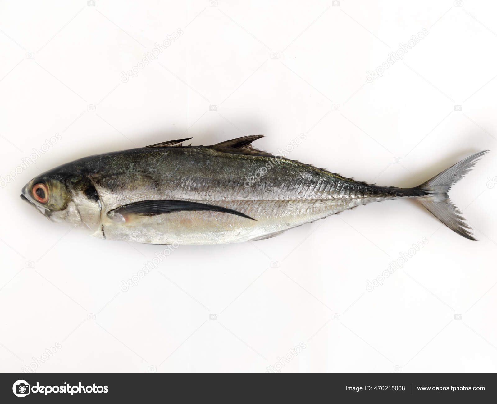 Close View Fresh Finletted Mackerel Fish Torpedo Scad Fish Isolated ...